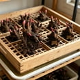 Peony Bulbs-Loving-Hard-Resistant-Ornamental Plants for Containers ...