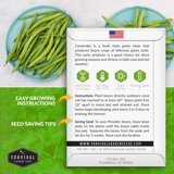 5 packs Contender Bush Bean Seed - Non-GMO Heirloom Full Sun Annual ...