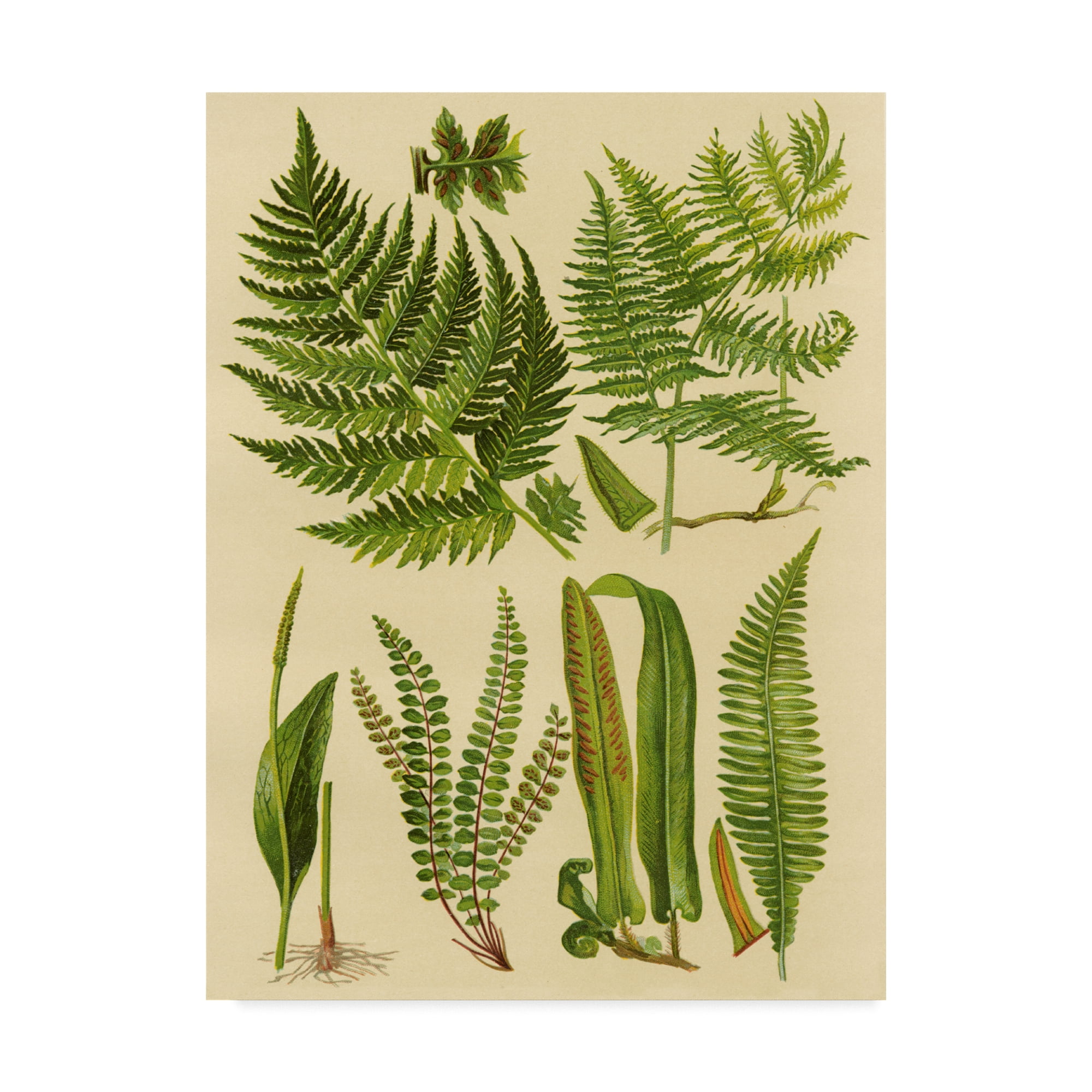 Trademark Fine Art 'Fern Collection I' Canvas Art by Vision Studio ...