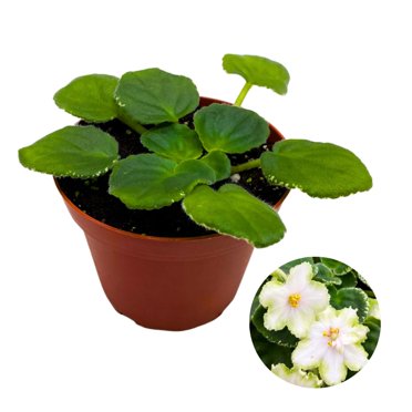 Harmony Foliage Hawaiian Pearl African Violet Saintpaulia 4 inch ...