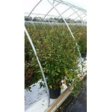 Green Promise Farms™ Live Hardy Landmark Rhododendron with Striking Red ...