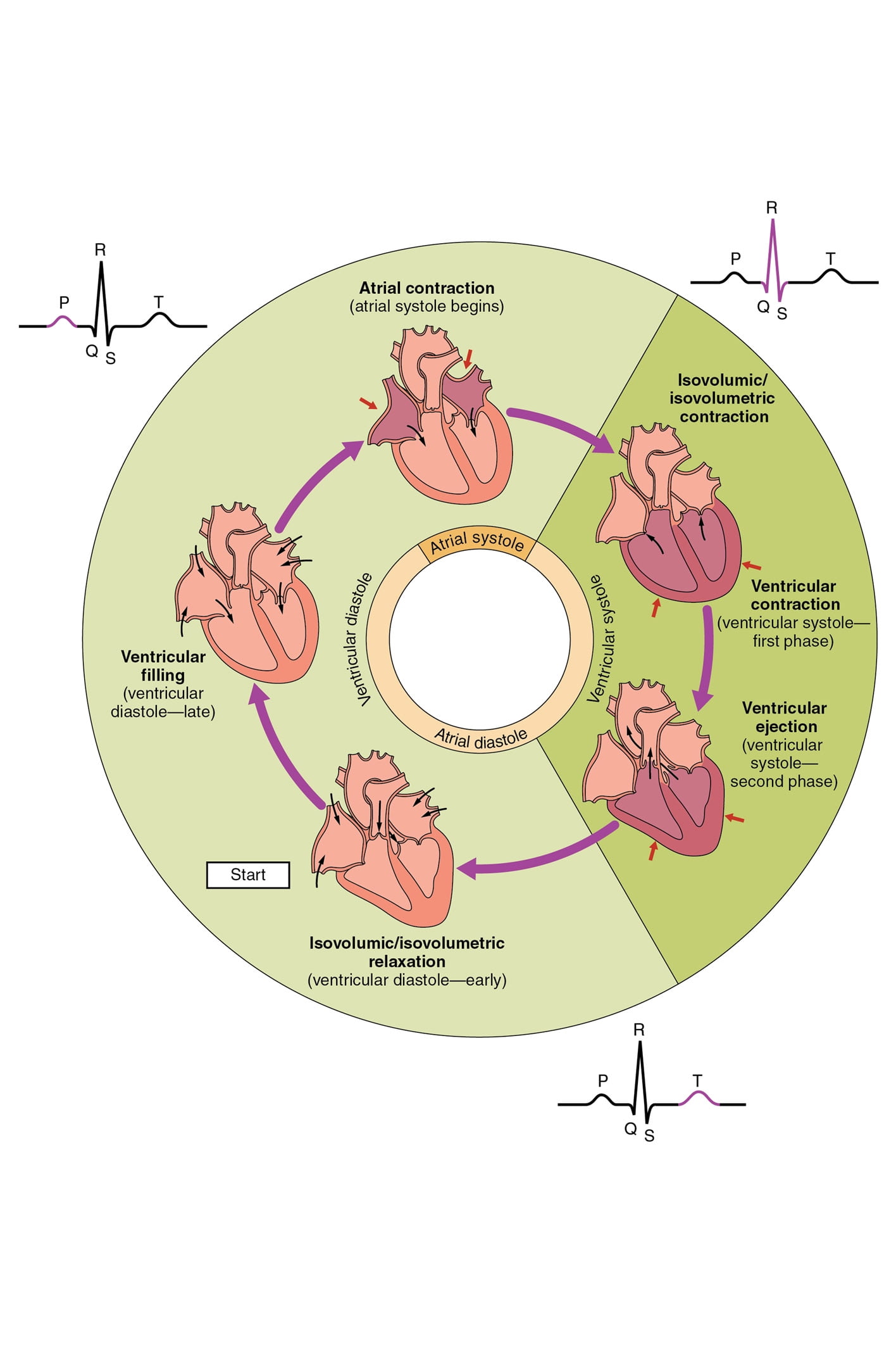 24x36 gallery poster, heart cardiac cycle as correlated to the ECG ...