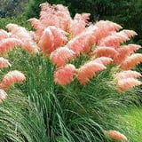 "CZ Grain Giant Pink Pampas Grass Seeds, 100 Count, Ornamental Grass ...