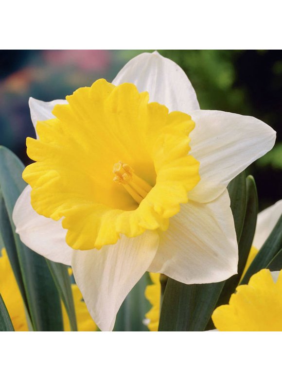 Daffodil Bulbs in Plant Bulbs - Walmart.com