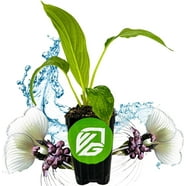 Issai Kiwi Live Plant - Actinidia arguta - Wellspring Gardens Starter ...