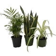 Hirt's House Plant Collection - Parlor Palm, Spider Plant, Snake Plant ...