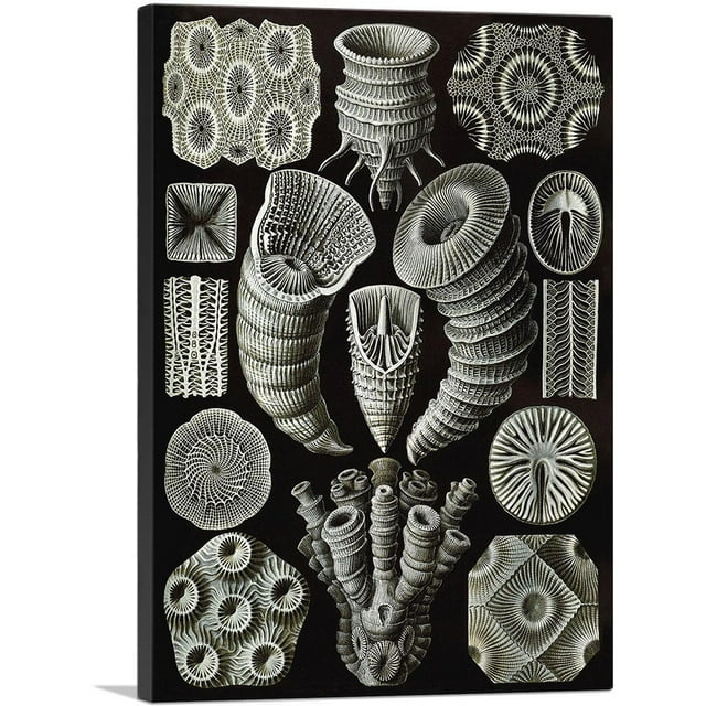 ARTCANVAS Tetracoralla Colonial Sea Corals Canvas Art Print by Ernst Haeckel - Size: 18" x 12 ...