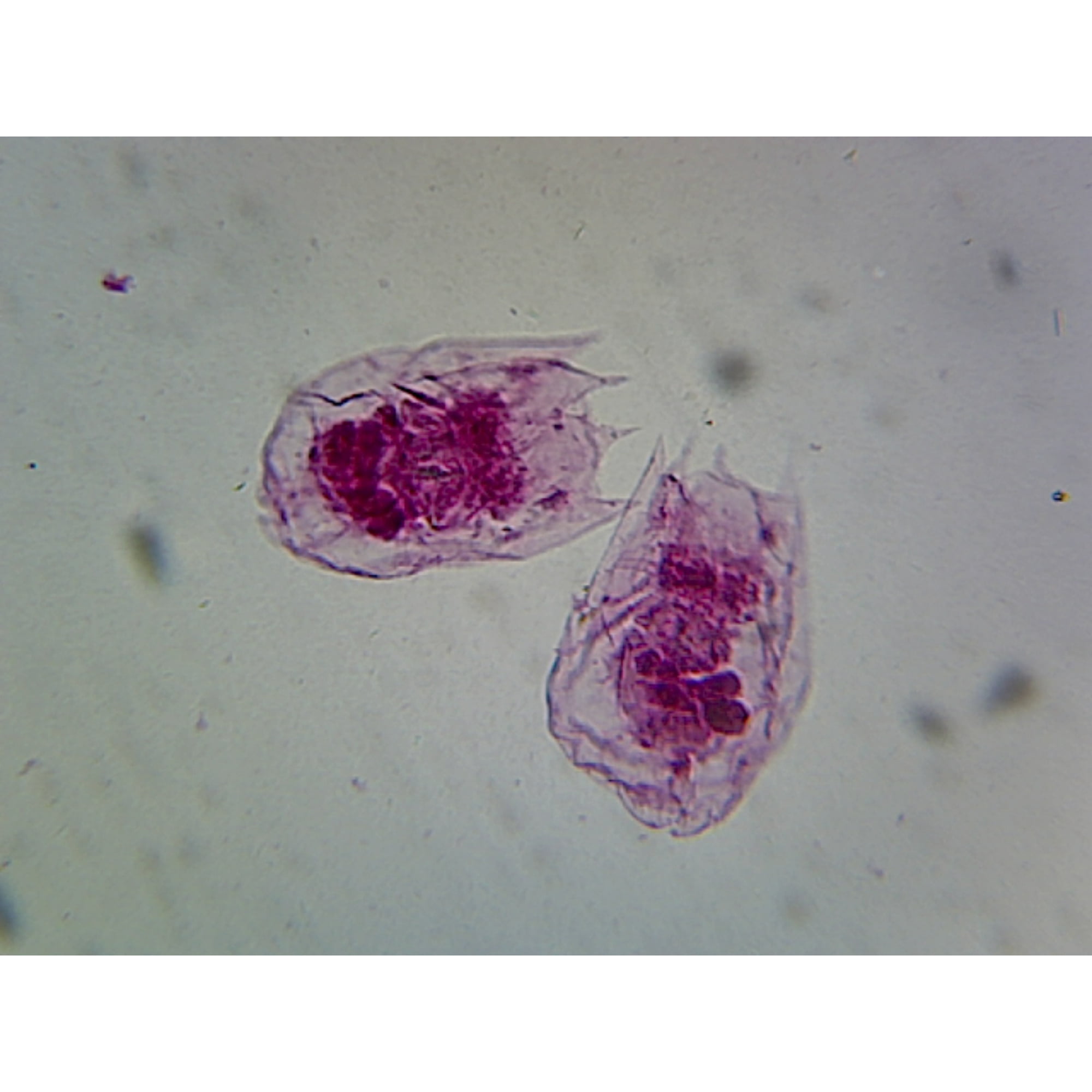 Giardia Lamblia Slide