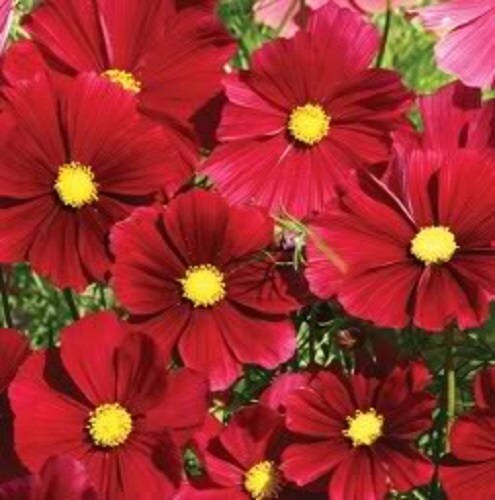 300 RED COSMOS DAZZLER Cosmos Bipinnatus Flower Seeds - Walmart.com