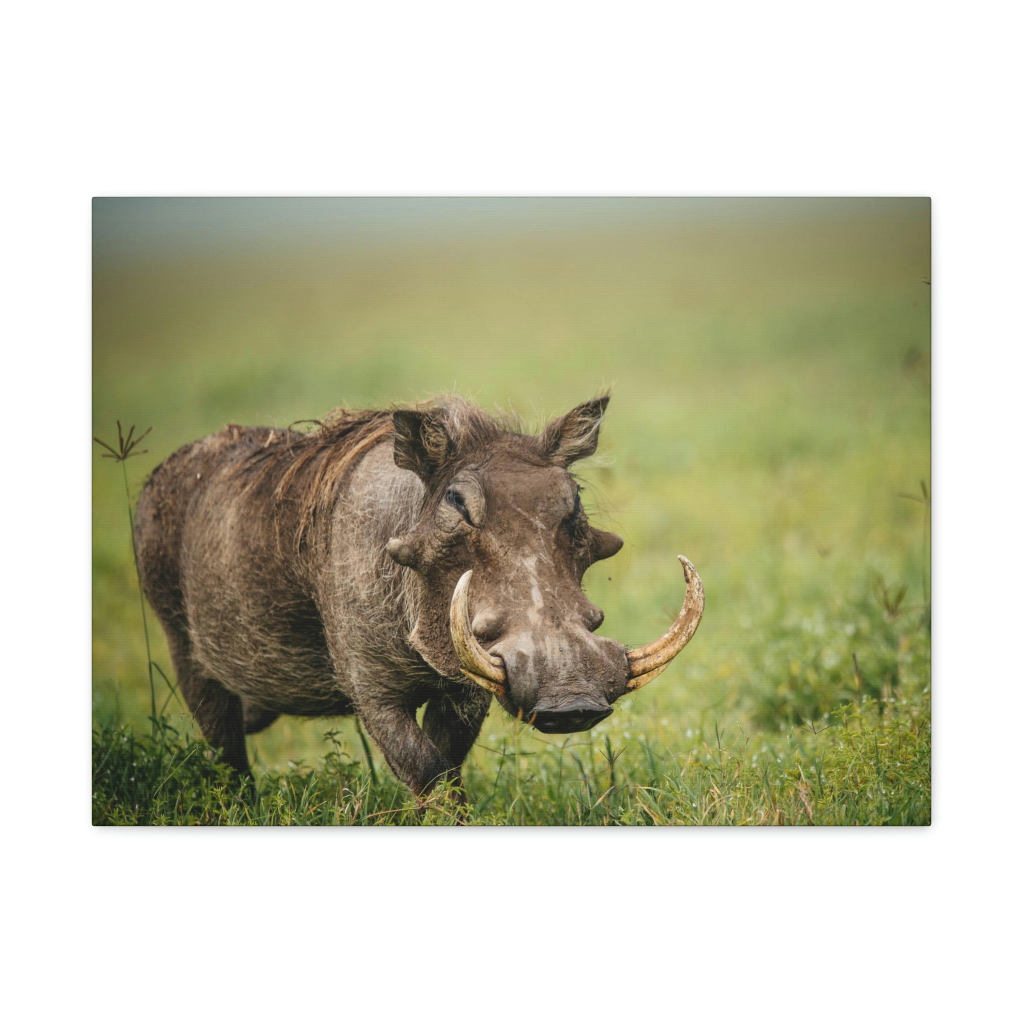 Statuesque Common Warthog on a Grassland Print Animal Wall Art Wildlife Canvas Prints Wall Art ...