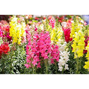 Snapdragon Flower Seeds - Liberty Classic Series - 1000 Seeds - Mix ...