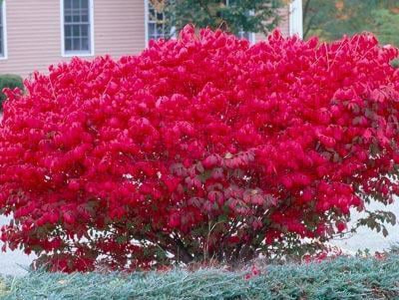 Burning Bush Tree
