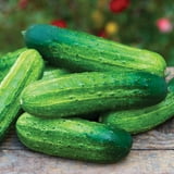 Burpee Pick-a-Bushel Hybrid Cucumber Seeds - Non-GMO, Easy to Grow ...
