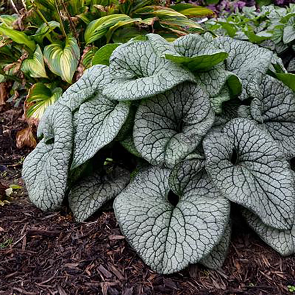 Jack of Diamonds Brunnera - Shade Perennial - Massive Leaves - Gallon ...