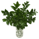 60 Stems of Ruscus Leaves- Beautiful Fresh Cut Flowers- Express ...