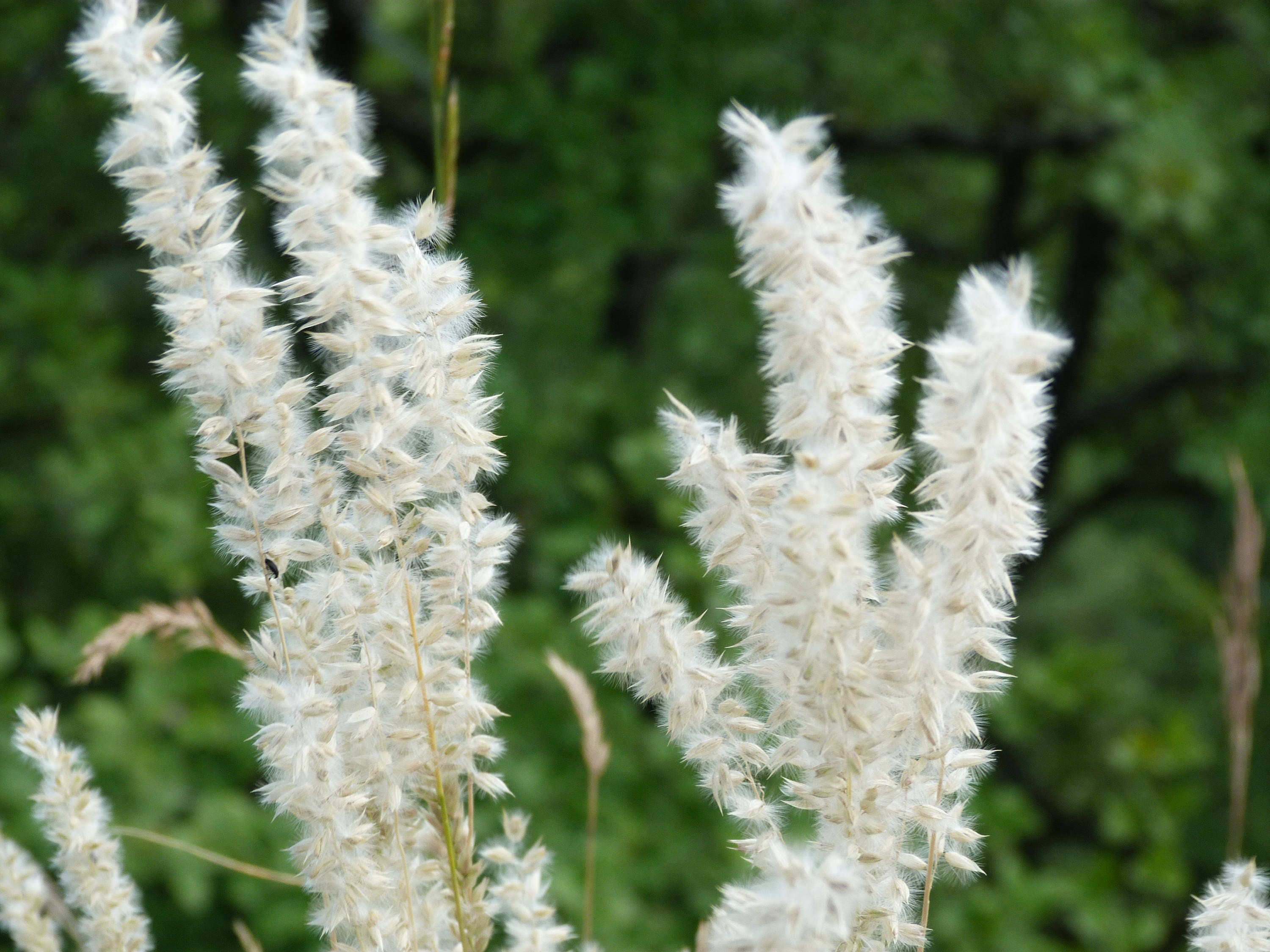 20 WHITE MELIC GRASS Melica Ciliata Silky Spike Pearl Hairy Grass ...