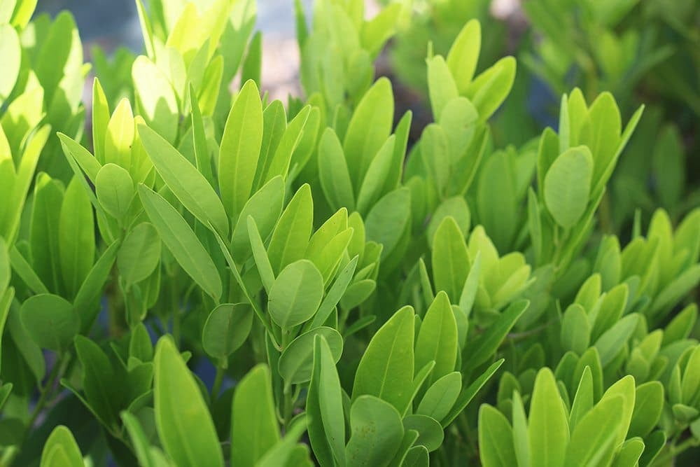 3 Gal. Ocala Anise - Dense Southern Privacy Hedge Plant Adapt To Sun ...