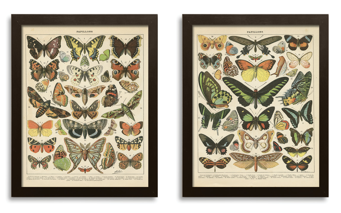 Popular Vintage French Types of Papillons Butterflies Set; Two 11x14in ...