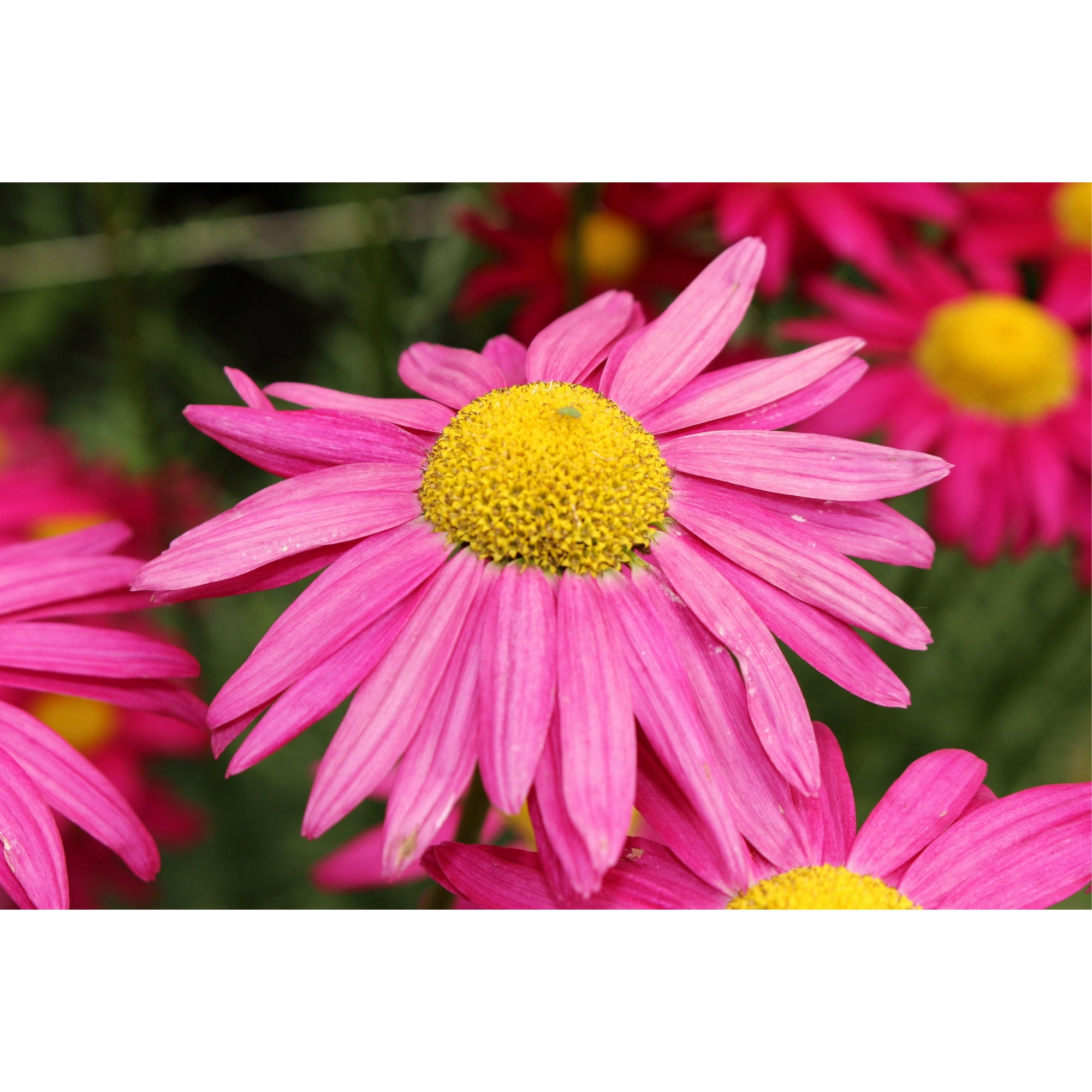 Click here for Seedville Usa 100 Rose Pink Robinsons Daisy Painte... prices