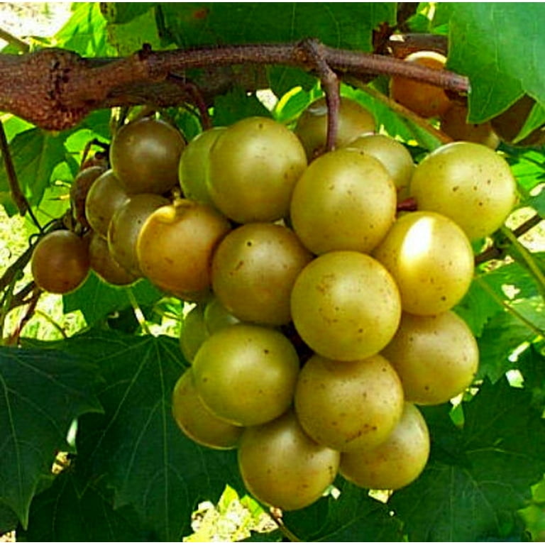 Bronze Scuppernong Grapes