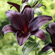 Odessa Dark Maroon-Purple Calla Lily Bulb, 14/16 cm, Ideal for Pot ...