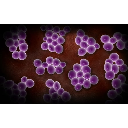 Microscopic view of staphylococcus Poster Print (36 x 22) | Walmart Canada
