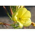 150 DWARF EVENING PRIMROSE ( Missouri Primrose / Ozark Sundrops ...