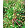 TomorrowSeeds - Mississippi Purple Hull Cowpea Seeds - 50+ Count - For ...