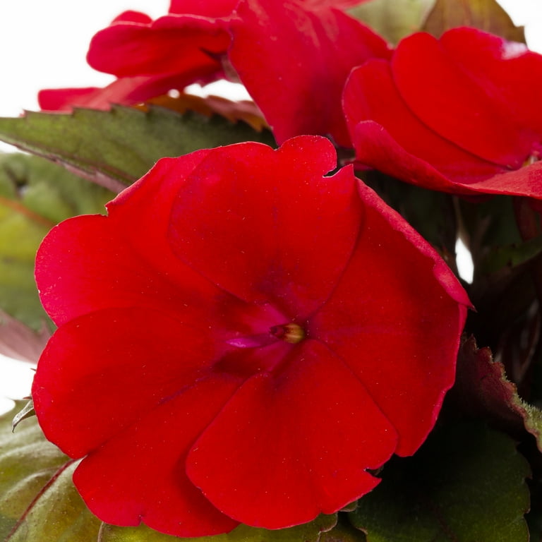 Red Impatiens Flower