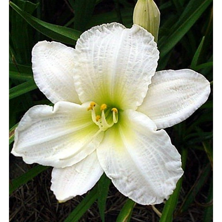 White Daylilies