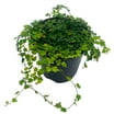 String of Turtles Peperomia Prostrata, Vining Plant, Live Tiny Mini Pixie Plant, 2 inch Pot by ...