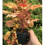 Caramel Heuchera in Trade Gallon Size Containers// Coral Bells--(0.667 ...