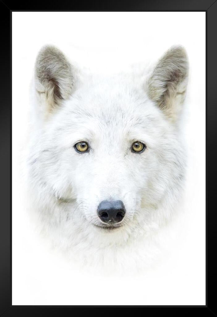 White Arctic Polar Wolf Face Portrait Closeup Exotic Cat Wild Animal ...