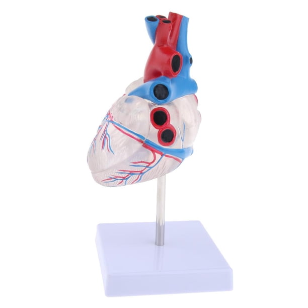Ciencia Médica Anatómico Corazón Modelo Anatomía Enseñanza Tamaño ...