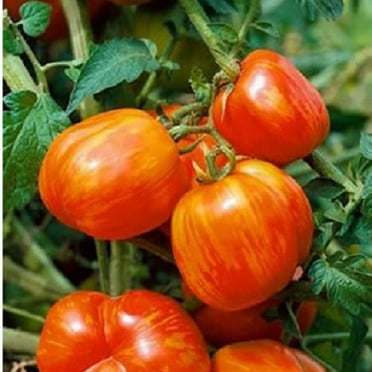 Pink Girl Tomato Plant- Two (2) Live Plants - Not Seeds - Each 5" to 7 ...