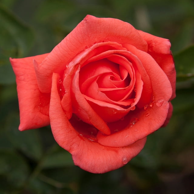 Heirloom Roses - Tropicana Hybrid Tea Rose Bush - Exceptionally ...