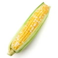 Fresh Sweet Corn on the Cob (1 each) - Walmart.com