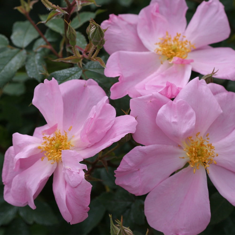 Heirloom Roses - Applejack Hardy Rose Bush - Roses That Attract Bees ...