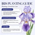 Premium Iris For Planting-Perennial-Fresh Accent for Courtyard and ...