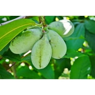 5 Butternut Tree Seeds for Planting - Amazing and Exotic Fruit Tree ...