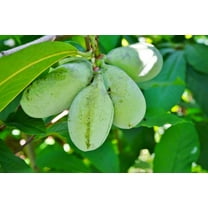 5 Butternut Tree Seeds for Planting - Amazing and Exotic Fruit Tree ...