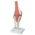 Anatomical model: functional knee joint, deluxe - Walmart.com