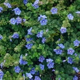 4 in. Evolvulus Beach Bum Blue Live Annual with Full Sun in Grower ...