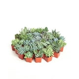 Home Botanicals Live Bulk Real Types Succulent Blue/Green Collection ...