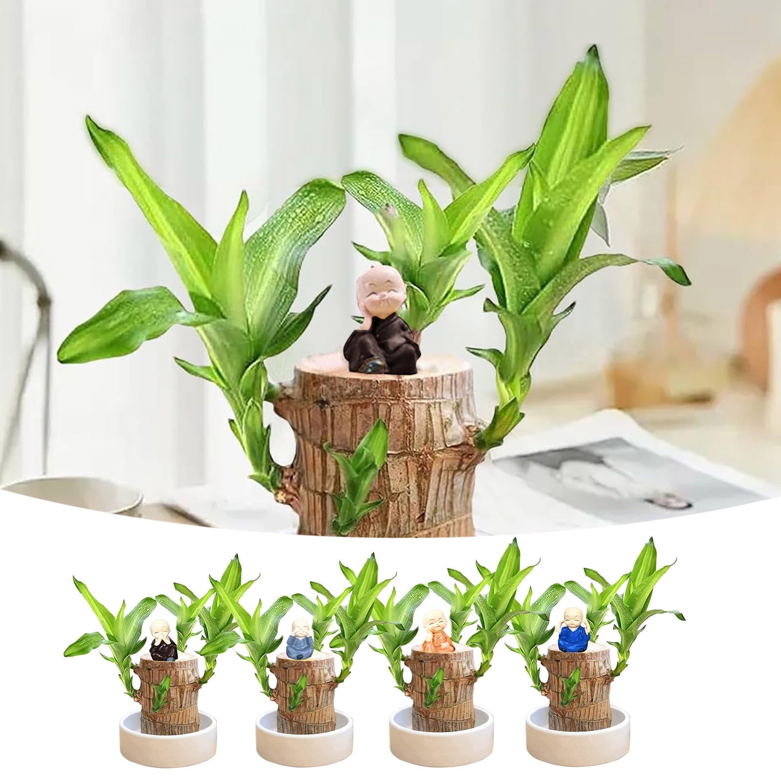 Planta de madera brasileña Fácil de cultivar y cuidar Planta de madera ...