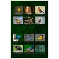Midwest Backyard Bird Greeting Cards With Identification Card - 12 ...