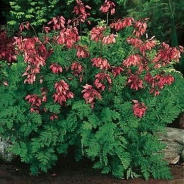 Outsidepride Castor Bean Ricinus Communis Gibsonii Seeds - 100 Seeds ...