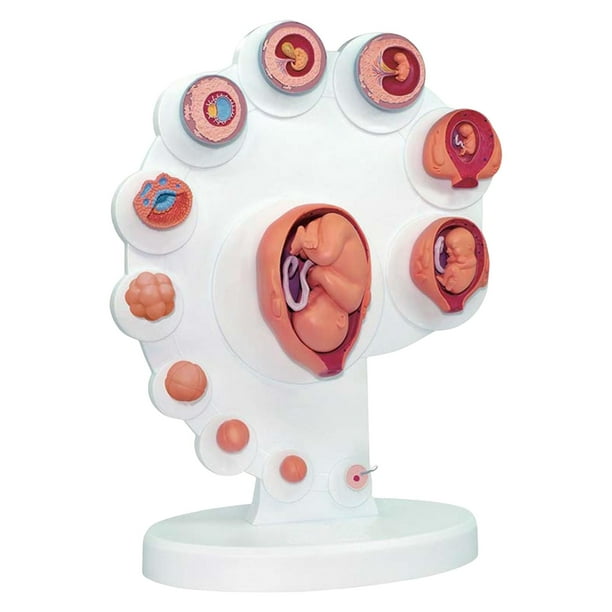 Human Embyro Development 4D Detailed Part Fetal Assembled Anatomy ...
