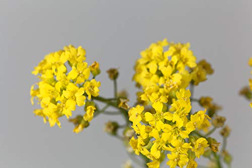 Basket of Gold, Yellow Alyssum Flower Seeds, 500 Seeds Per Packet, Isla ...