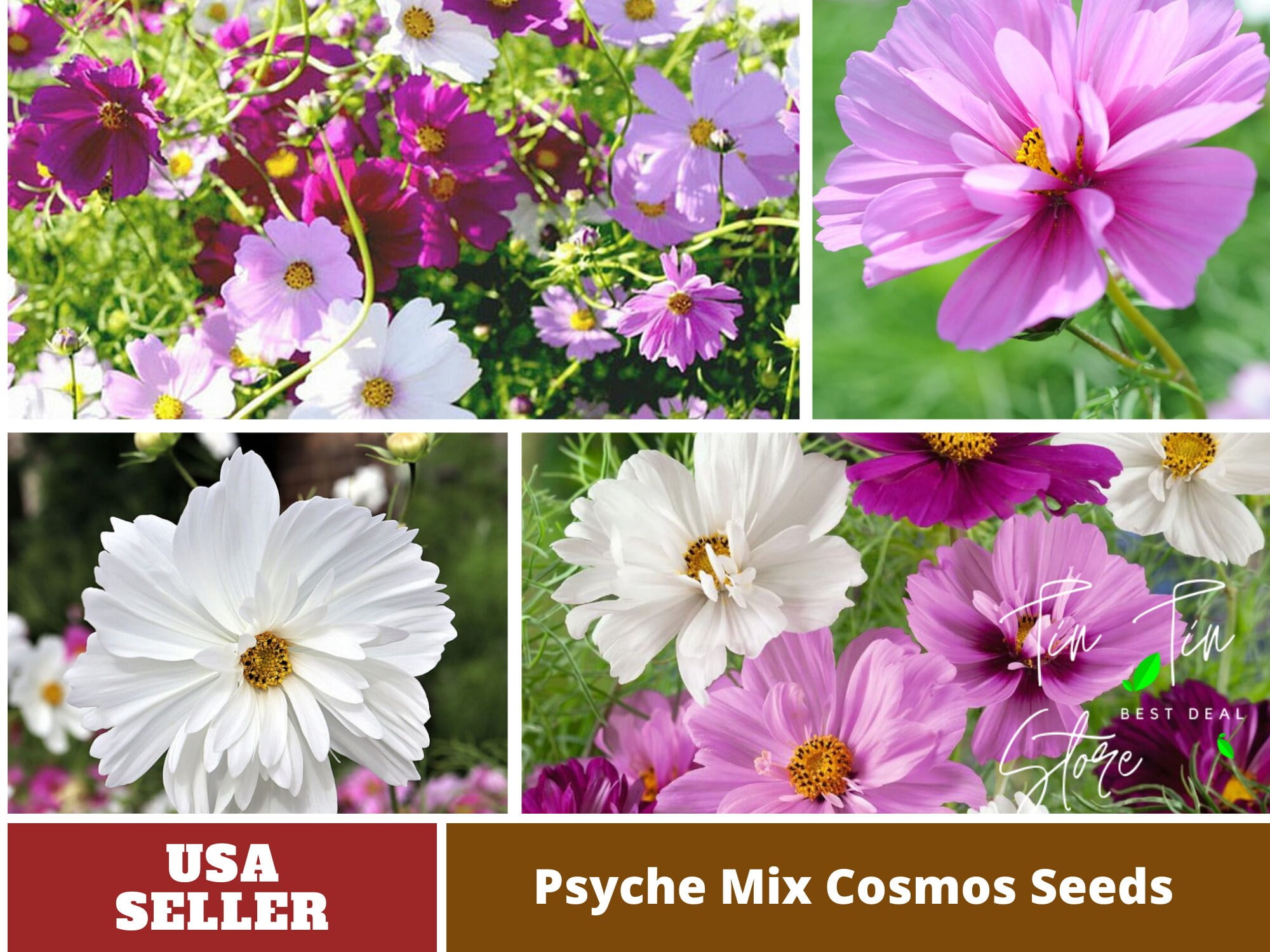 50+ Seeds-Cosmos Seeds-Psyche Mix-#L004-Authentic Seeds-Flowers-Seeds ...